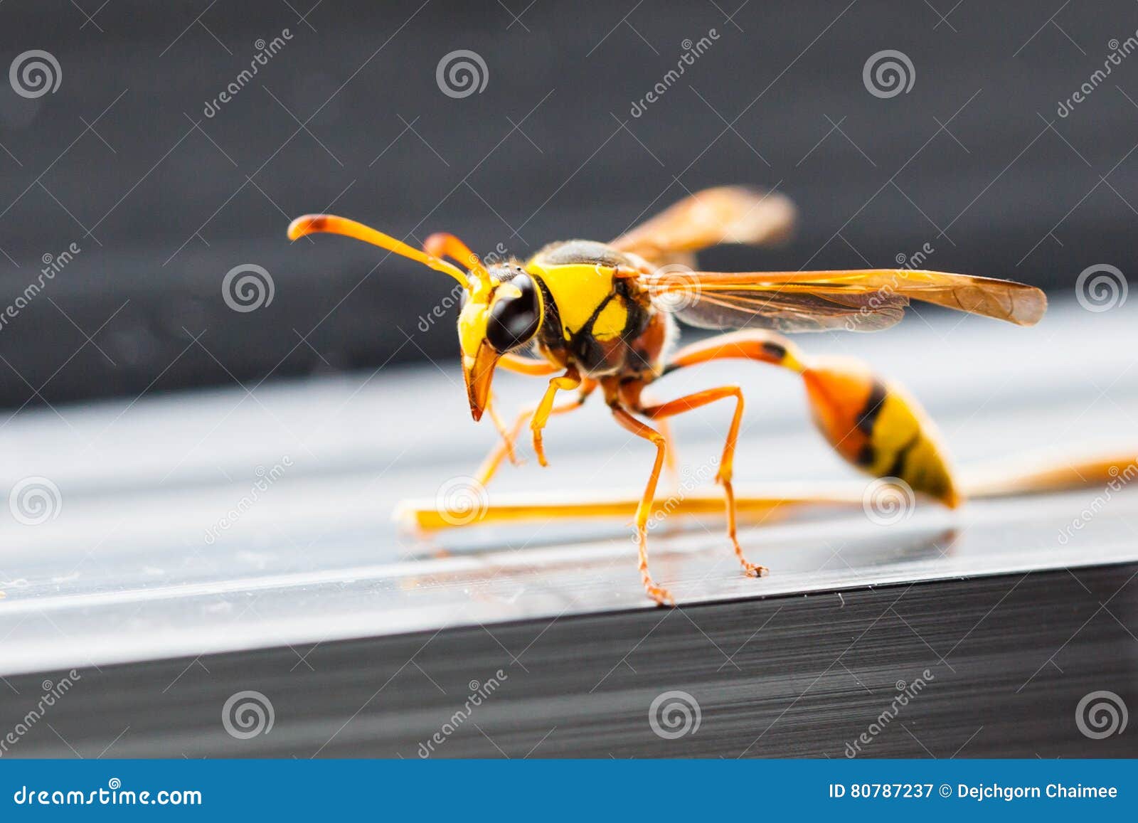 I calabroni, immagine stock. Immagine di particolare - 80787237