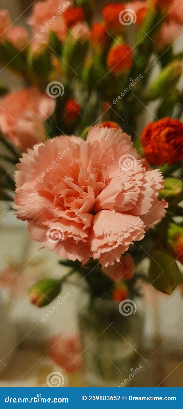 I can by myself flowers stock photo. Image of flowers - 269883652