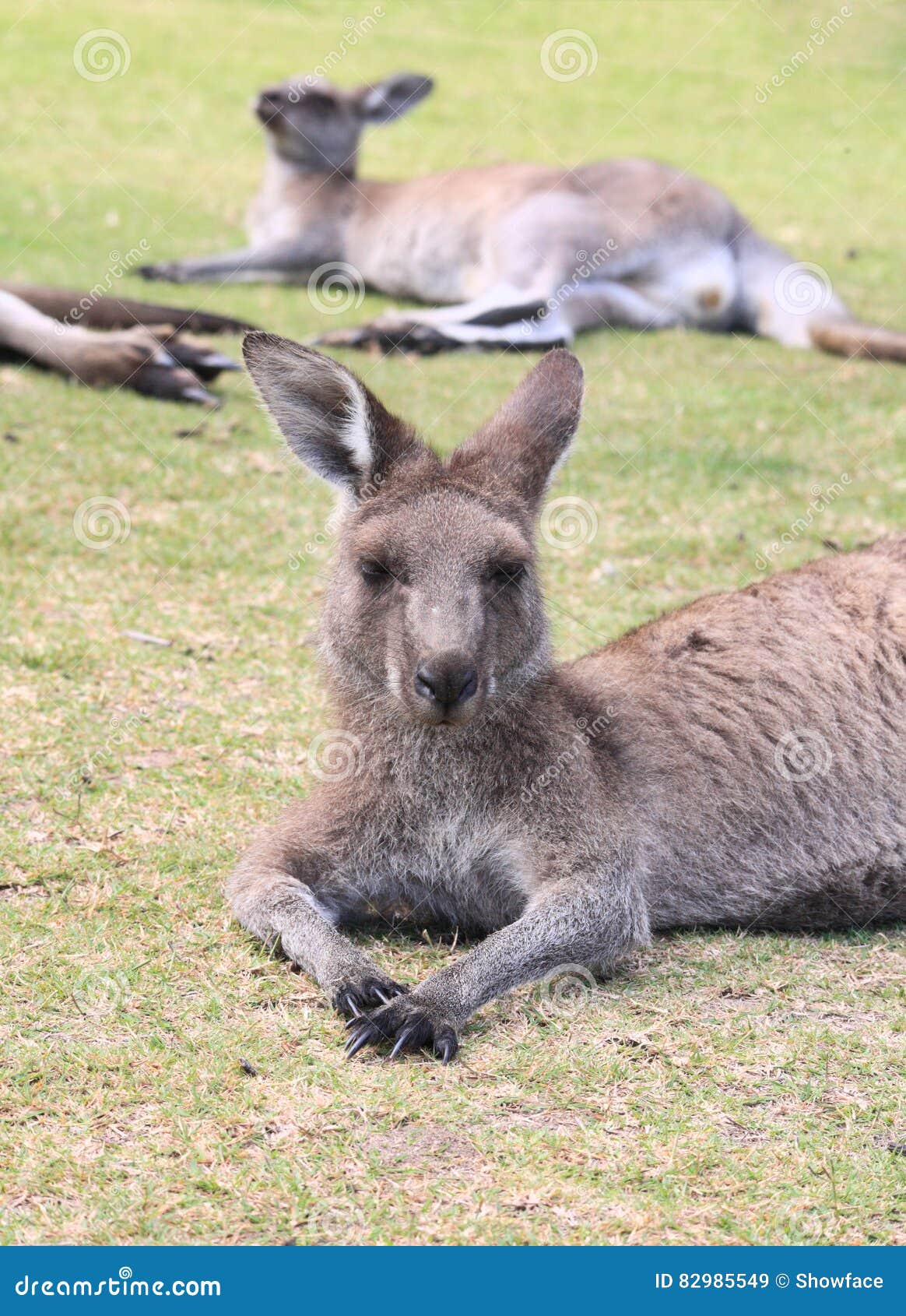 I Canguri Prendono Un Resto Immagine Stock - Immagine di riposarsi ...