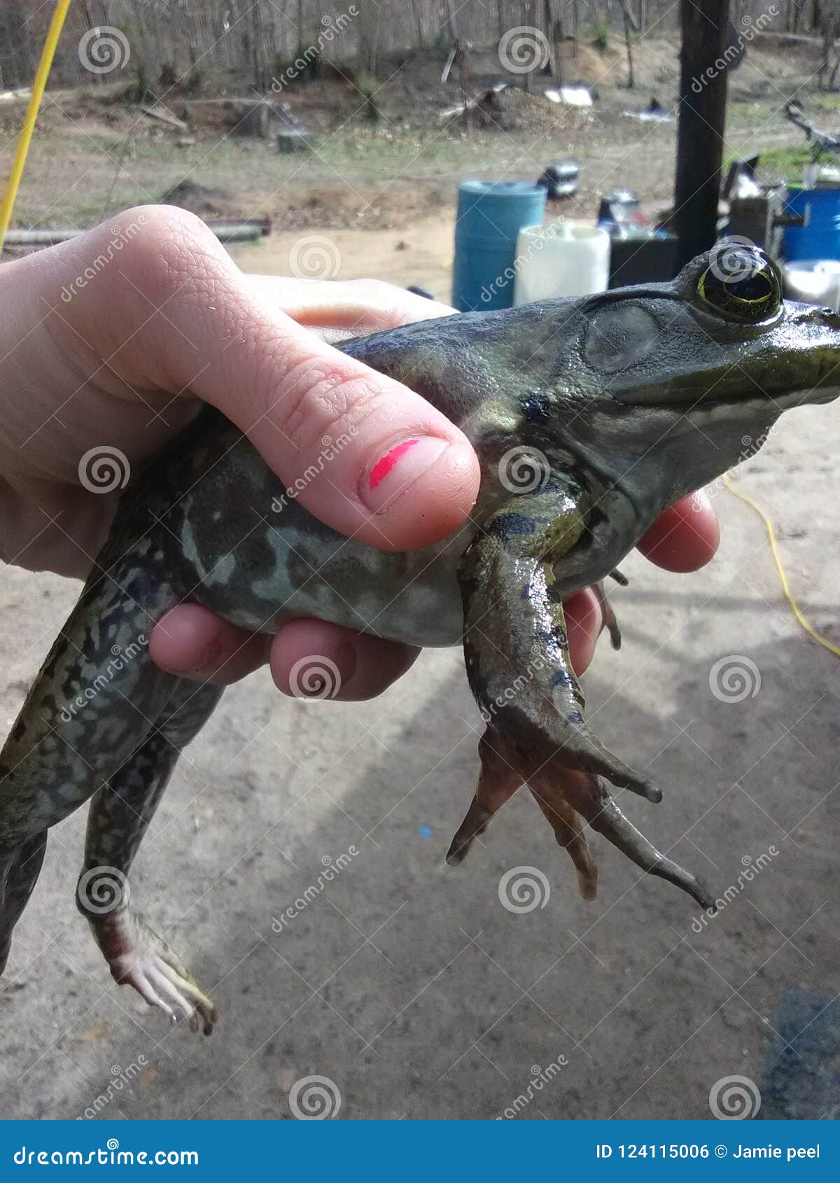 Bullfrog stock photo. Image of bullfrog, hopper, bull - 124115006