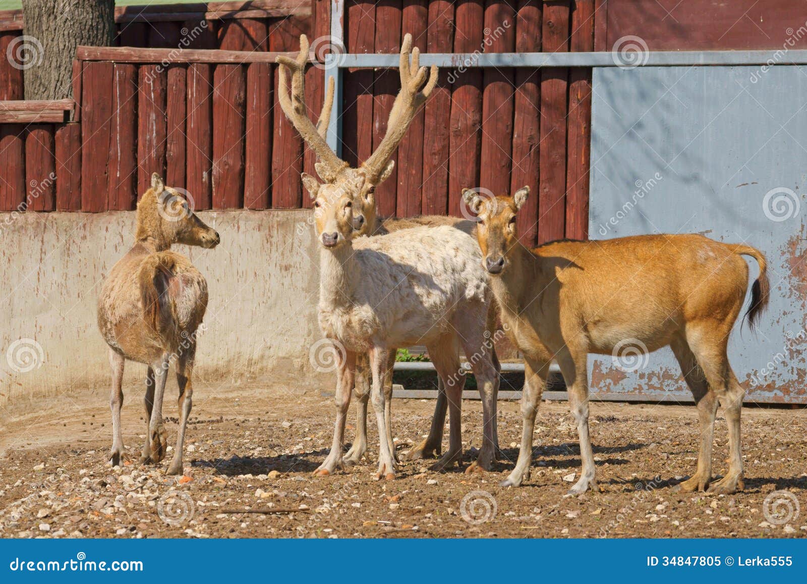 I Cervi Di David (davidianus Del Elaphurus) Immagine Stock - Immagine ...