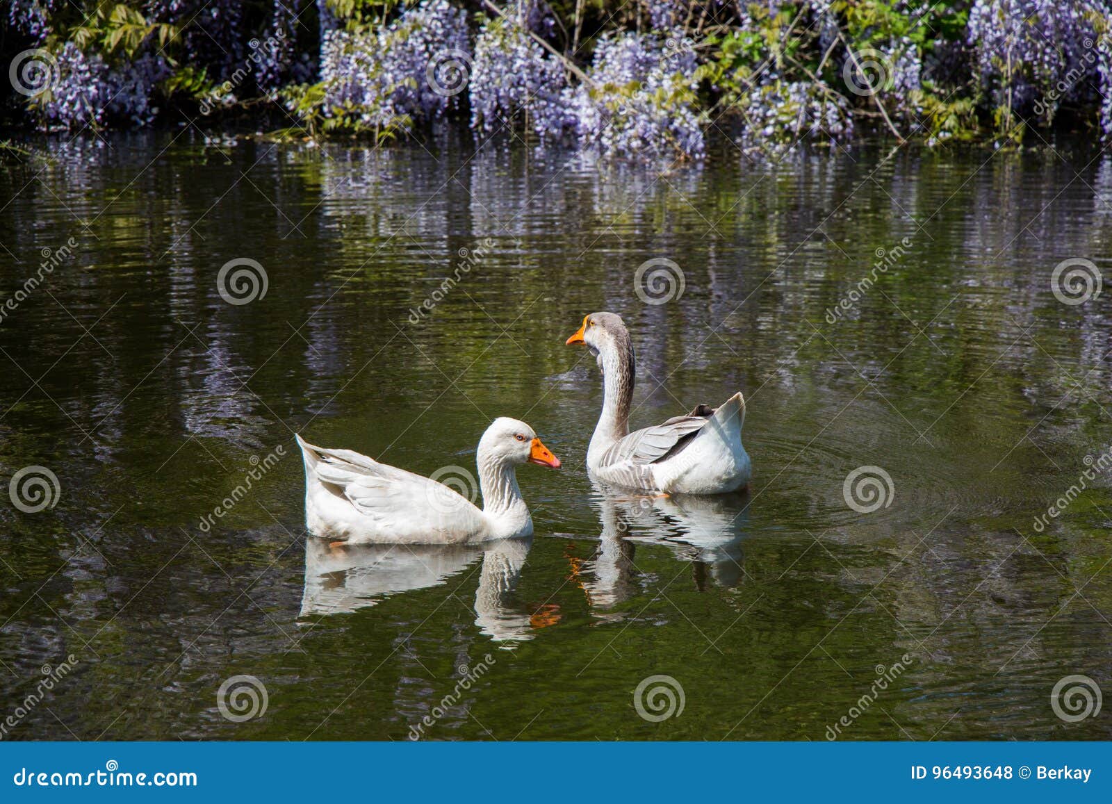 I Cigni Soli Vivono Nello Stagno Fotografia Stock - Immagine di cigni ...