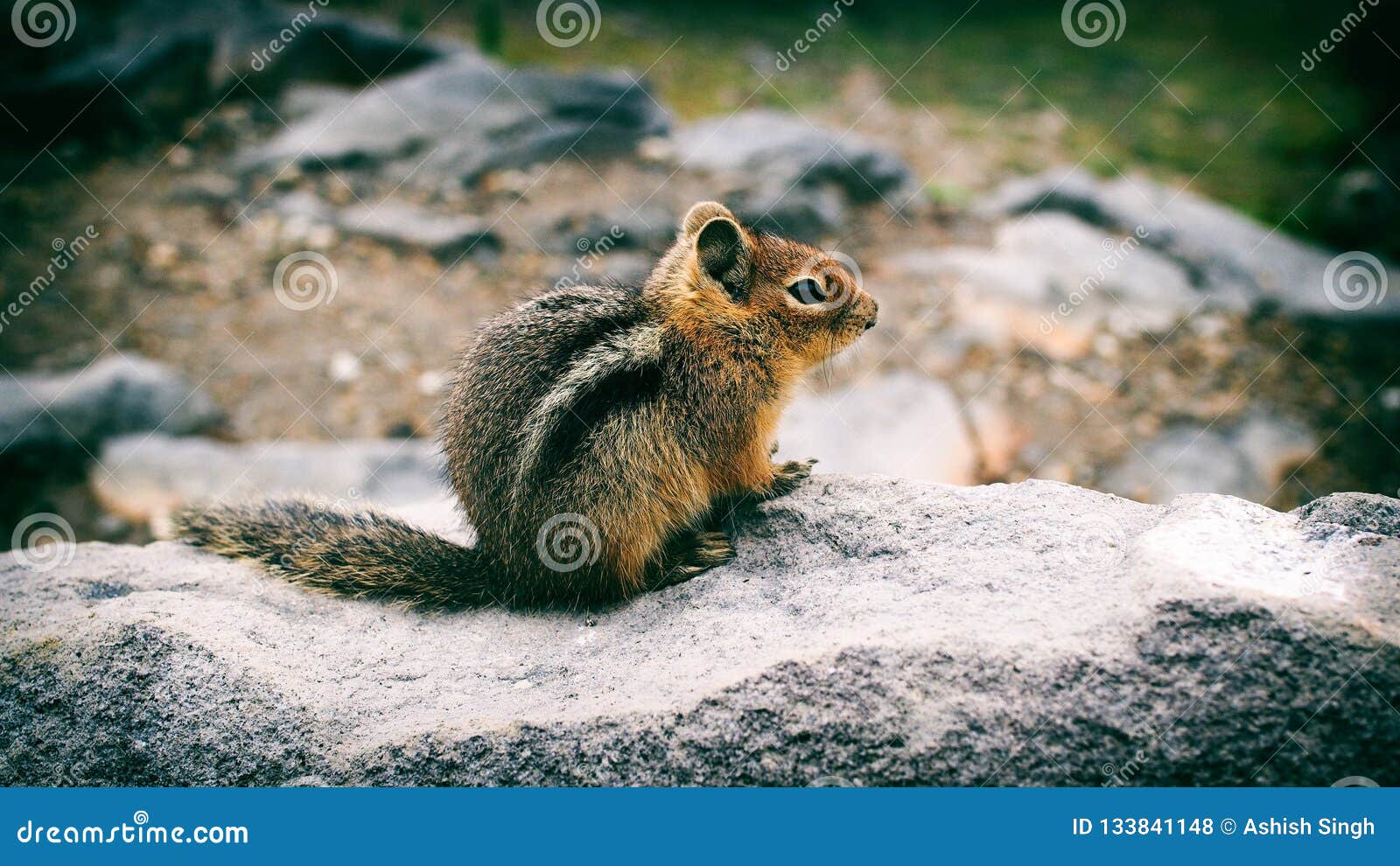 Mountain Squirrel stock photo. Image of forest, flower - 133841148
