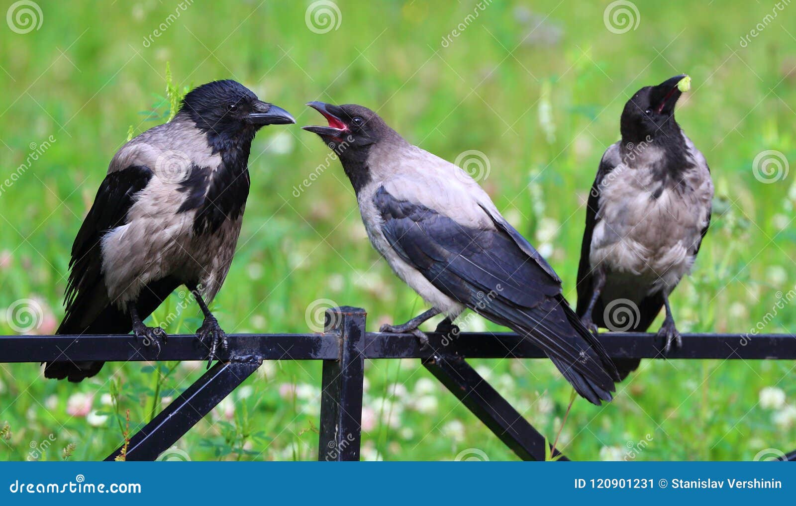 immagini di riserva di Corvi - la sovranità di download 8,274 libera le ...