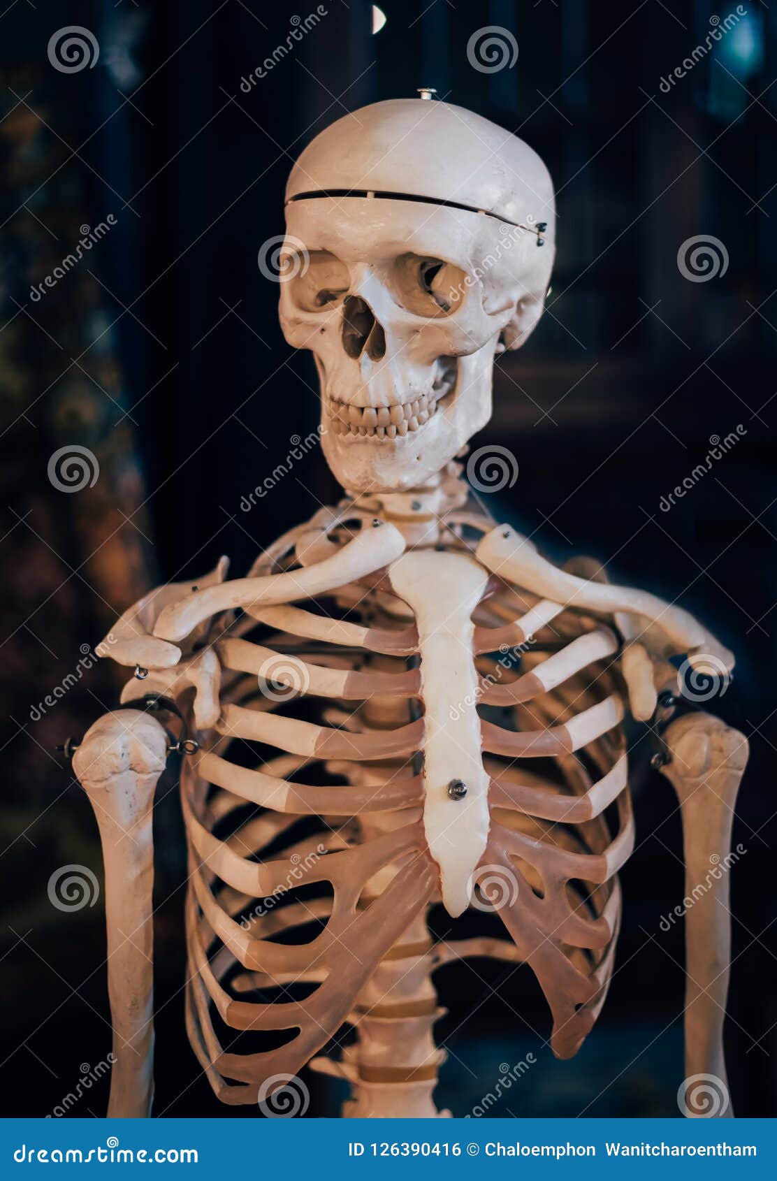 I Crani E Gli Scheletri Sembrano Scioccanti Fotografia Stock - Immagine ...