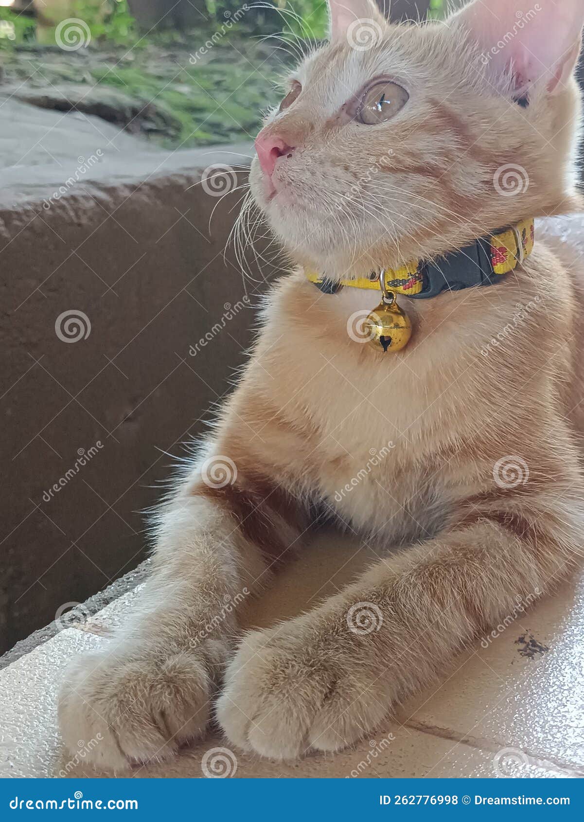 I am cute right stock photo. Image of nose, snout, skin - 262776998