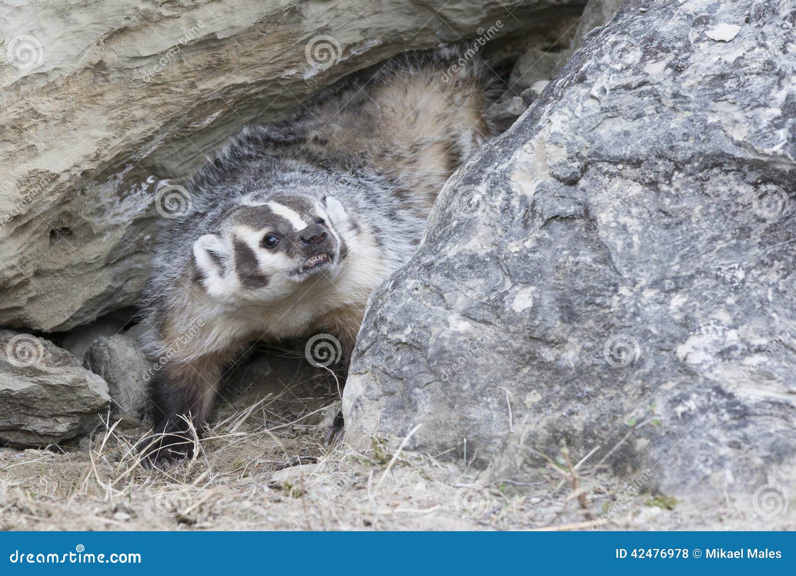 I dare you says the badger stock photo. Image of mammalia - 42476978