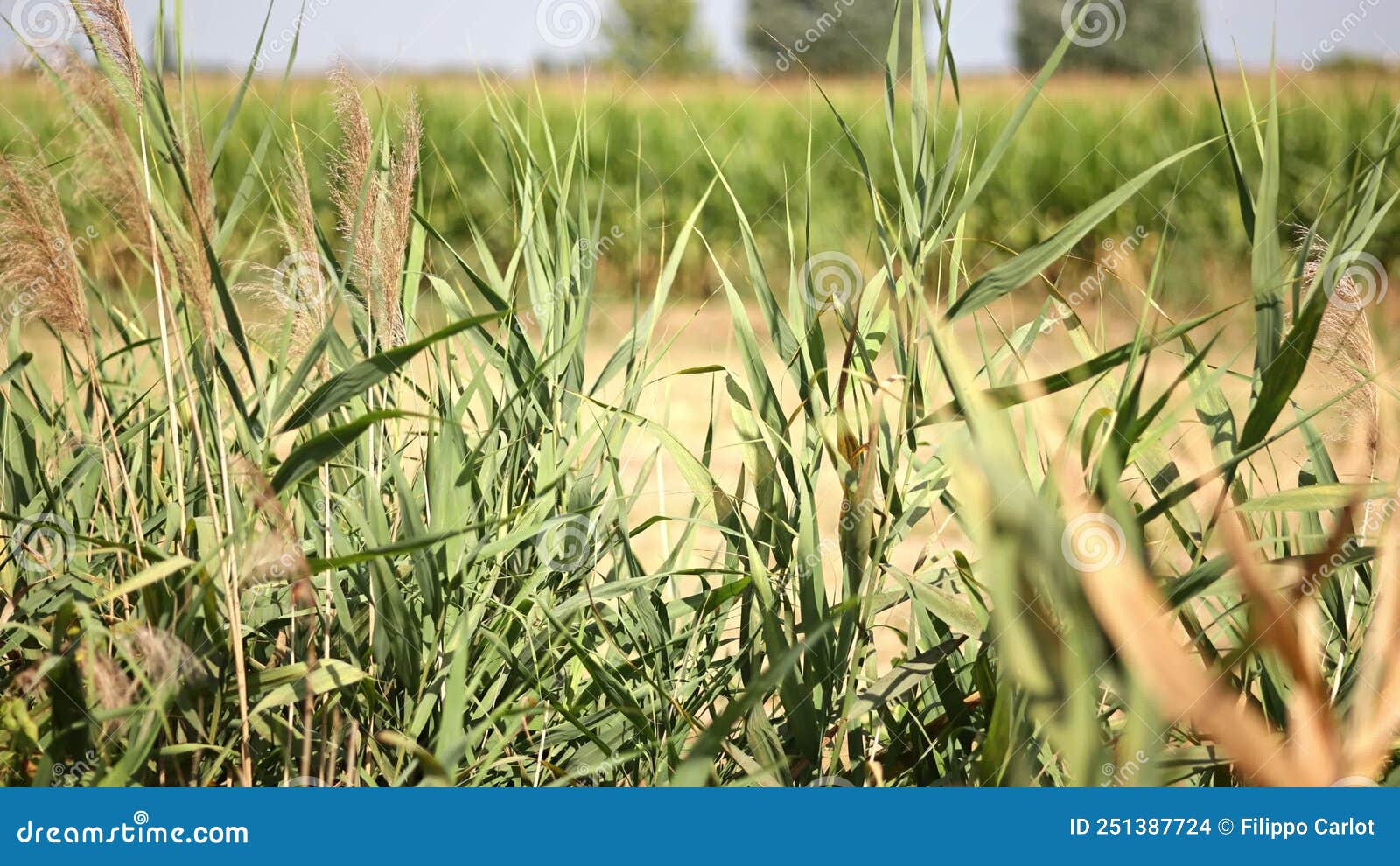 I ditch grass stock footage. Video of grass, nature - 251387724