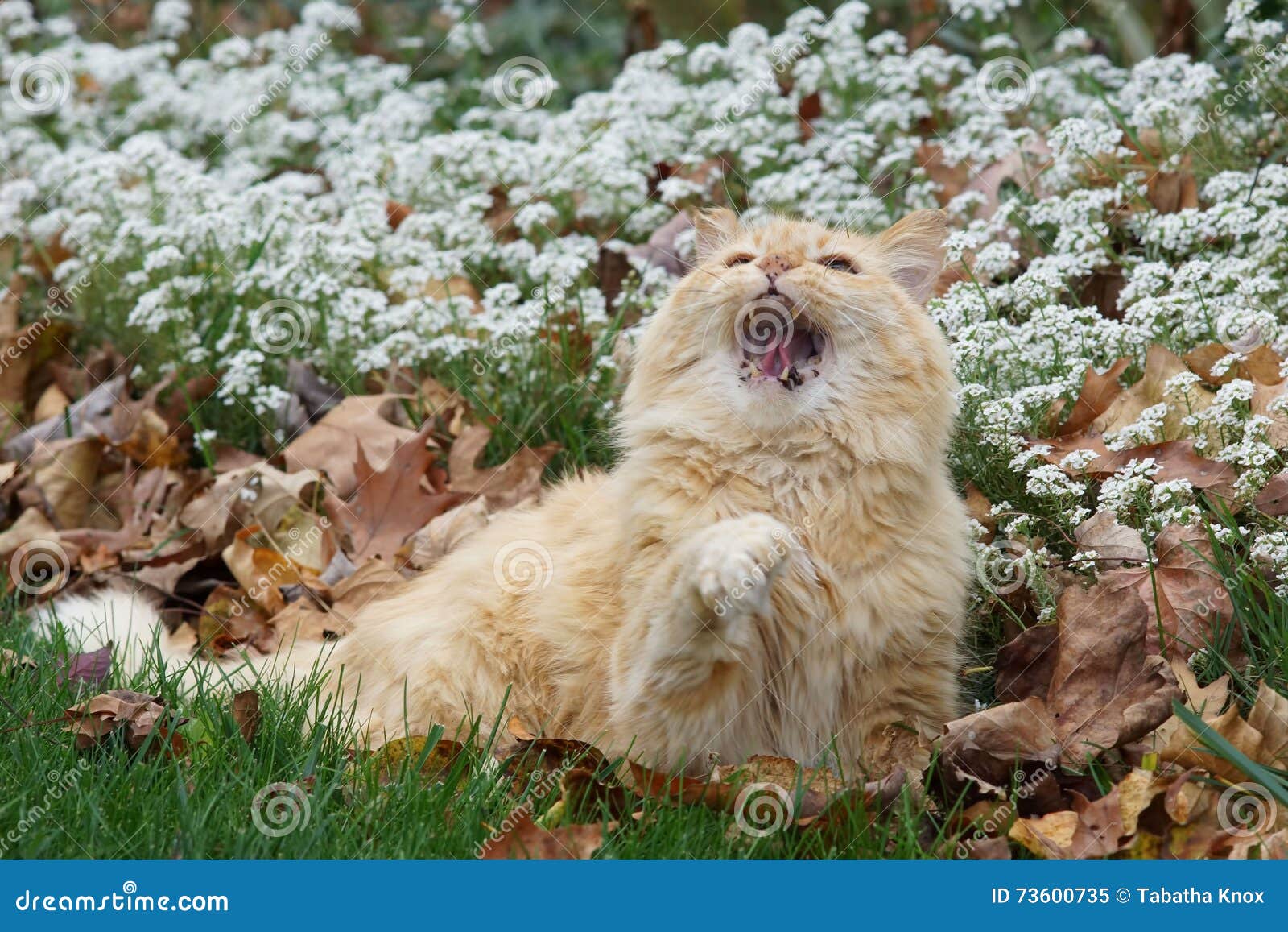 I Do Not Think so Says the Tabby Cat Stock Image - Image of attitude ...