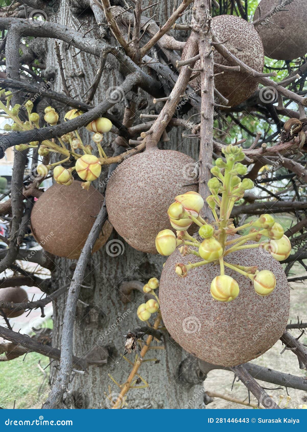 One Fruit is Born on the Tree. Stock Image - Image of tree, shrub ...
