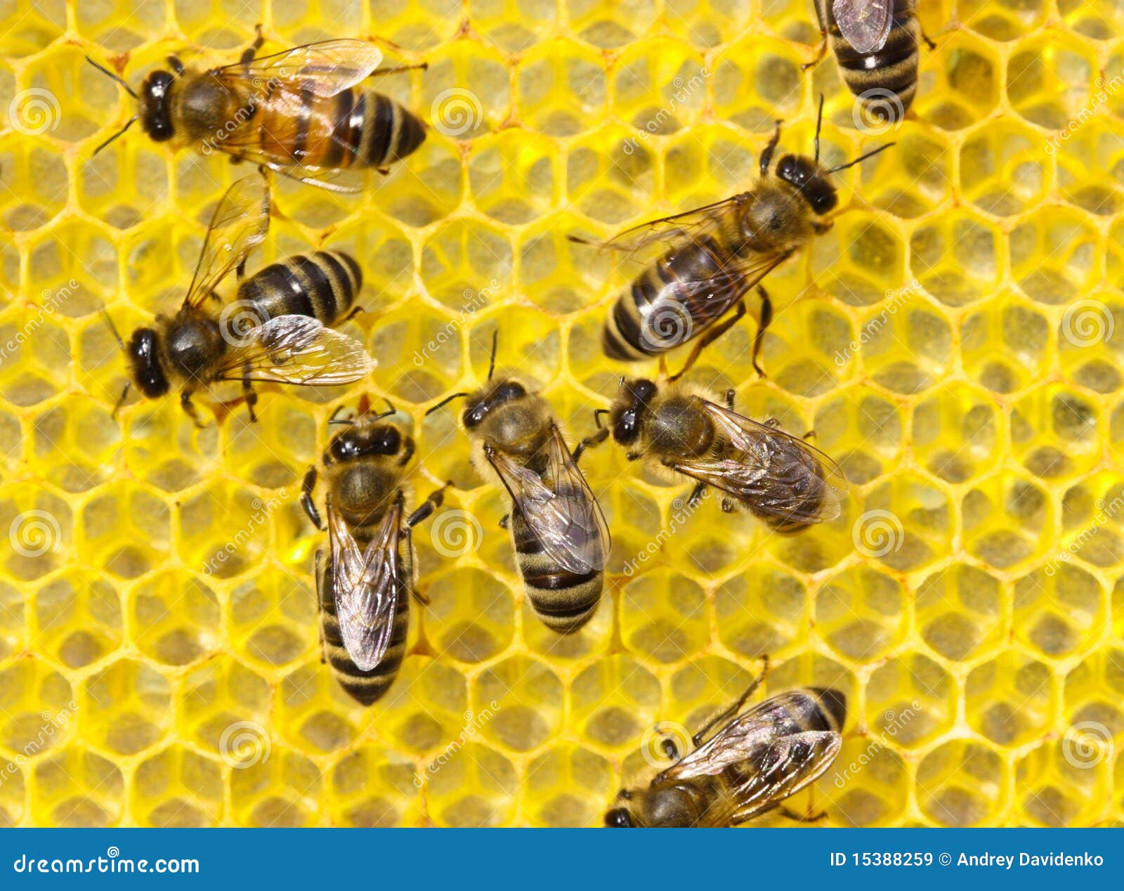 I Favi Di Configurazione Degli Api Immagine Stock - Immagine di alveare ...
