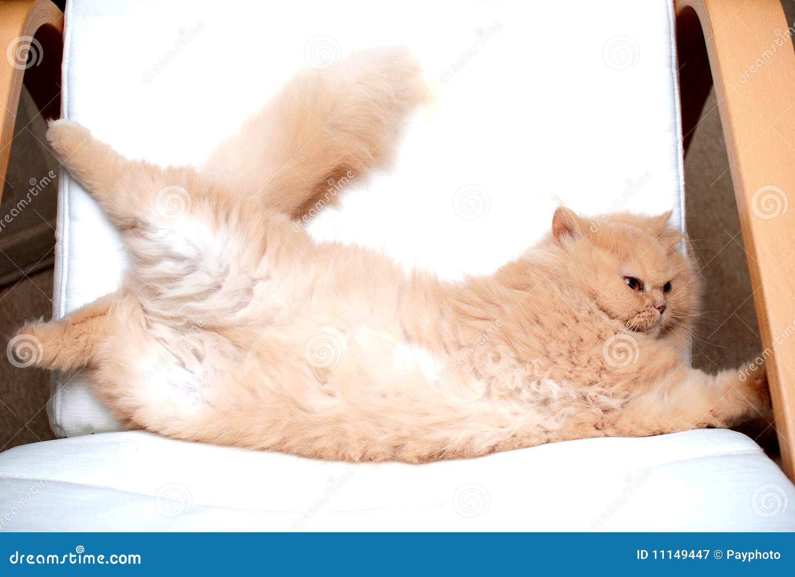 I feel good stock image. Image of adorable, nature, kitten - 11149447