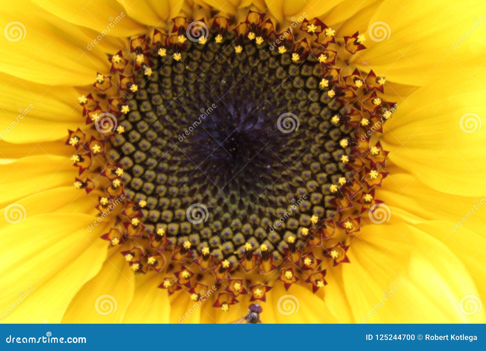 I feel yellow stock photo. Image of little, yellow, feel - 125244700