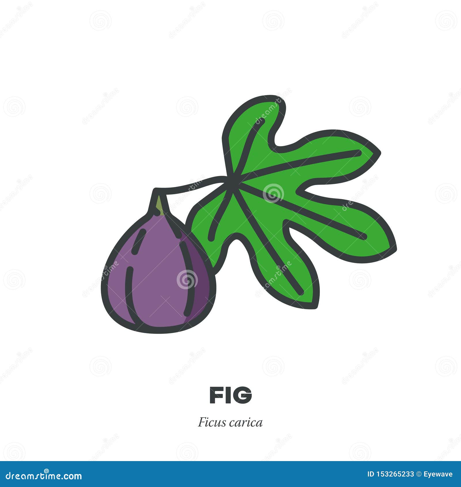 Fig fruit with leaf icon stock vector. Illustration of food - 153265233