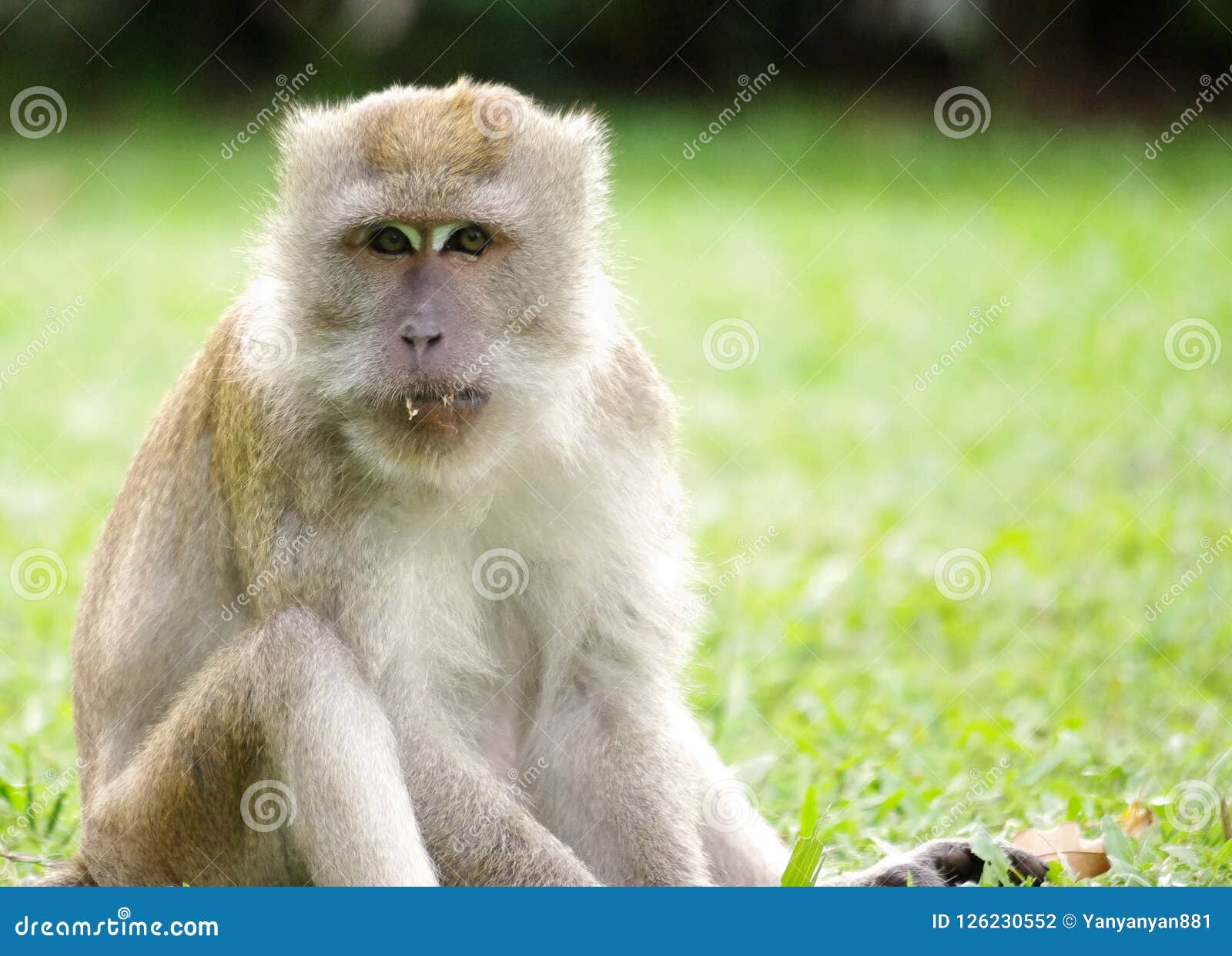 Close up monkey portrait stock photo. Image of face - 126230552