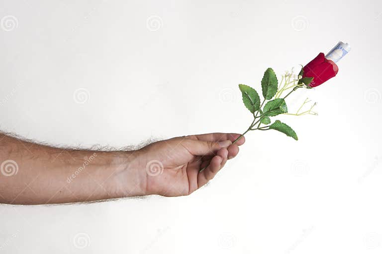 I give a rose stock image. Image of rose, flower, value - 16958669