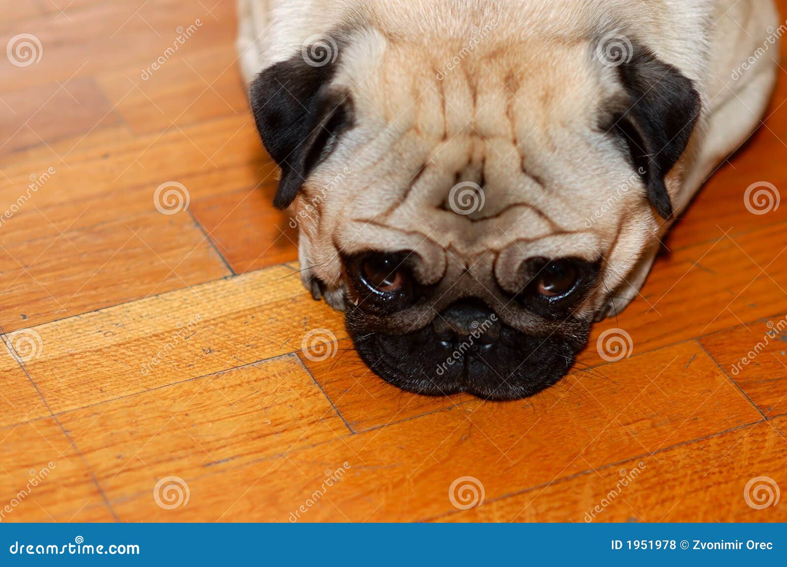 Am I guilty? stock photo. Image of canine, closeup, portrait - 1951978