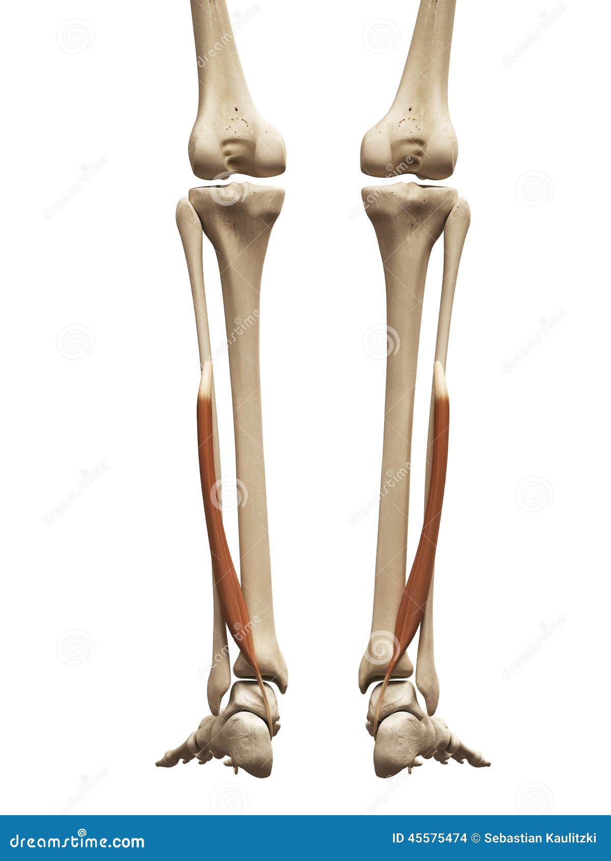 I hallucis del flessore illustrazione di stock. Illustrazione di ...