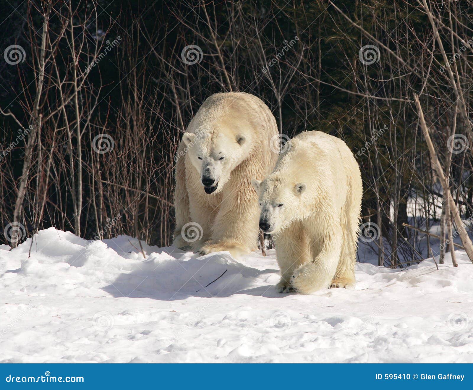 I am HERE IF U NEED ME stock photo. Image of bears, mating - 595410