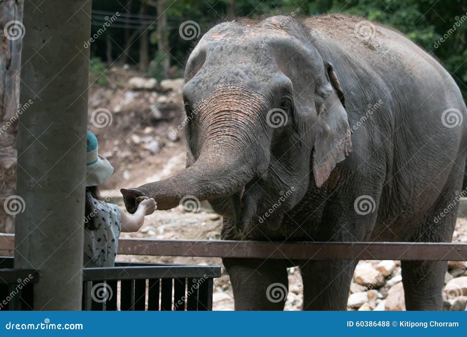 I am hungry stock photo. Image of bread, meal, elephant - 60386488