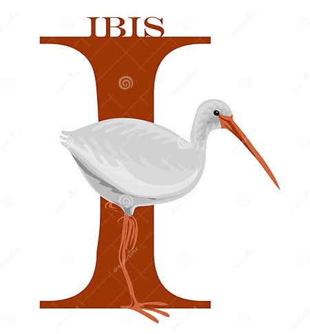 I (ibis) stock vector. Illustration of isolated, character - 4240239