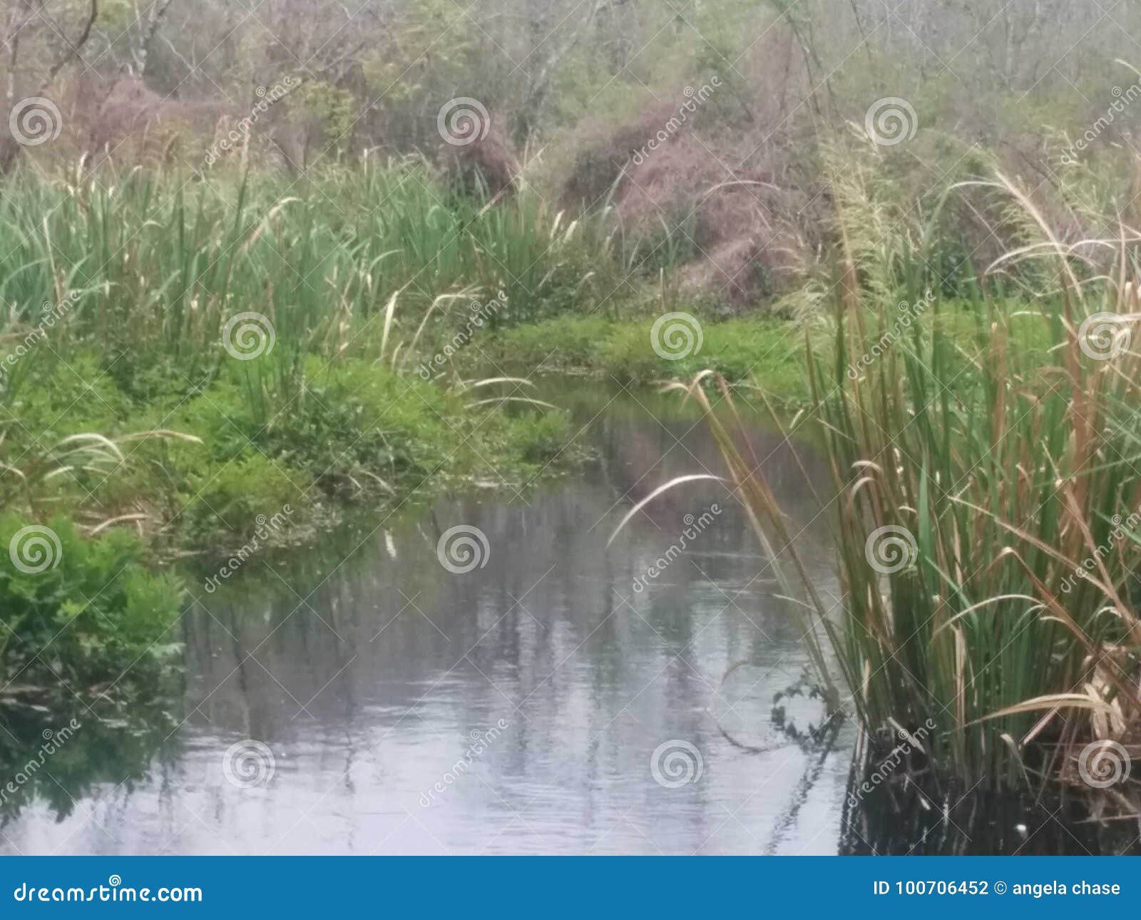 Random woods photo stock photo. Image of woods, stumbled - 100706452