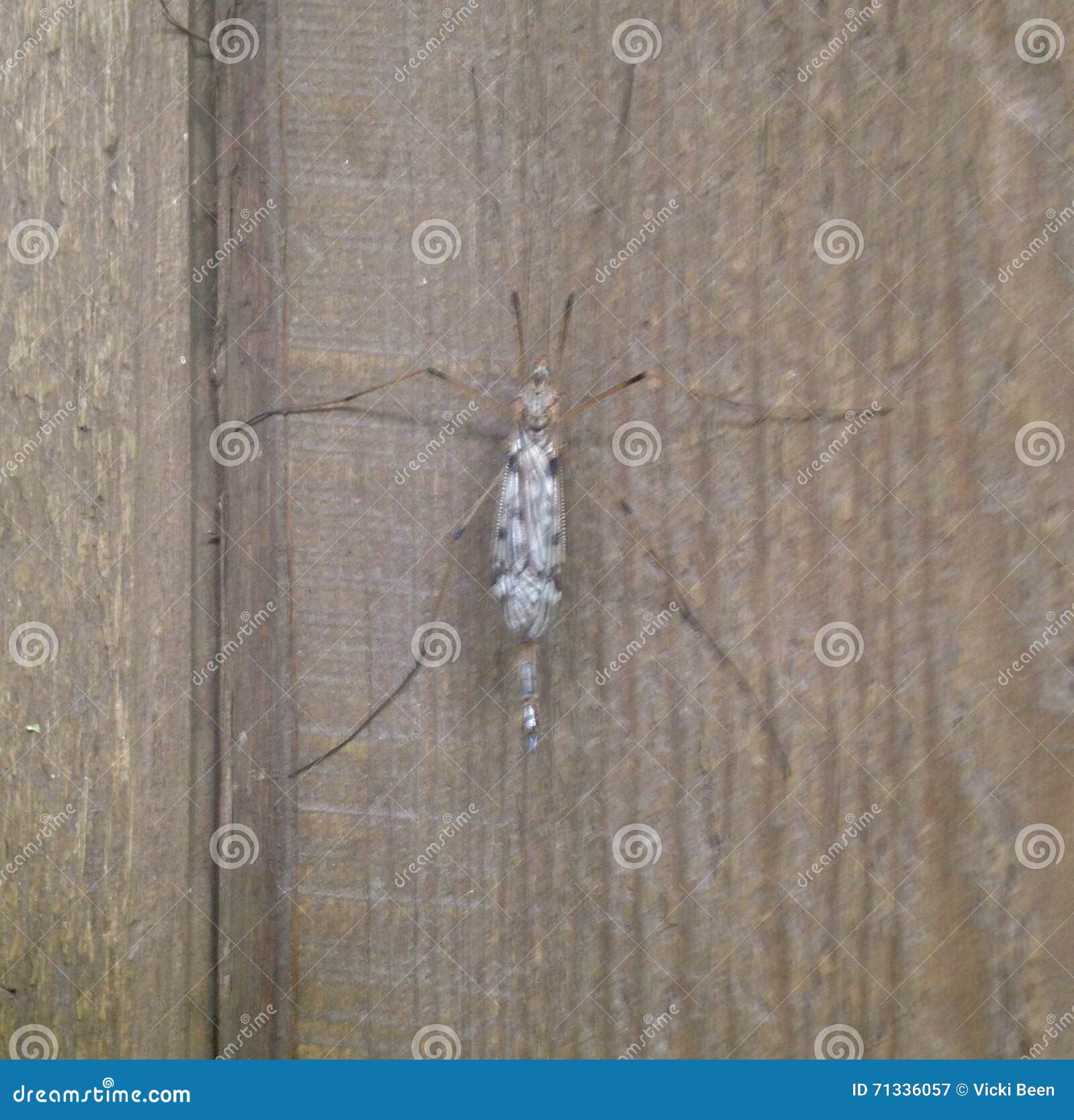 I Know Very Large Indiana Bug Stock Image - Image of indiana, discovery ...