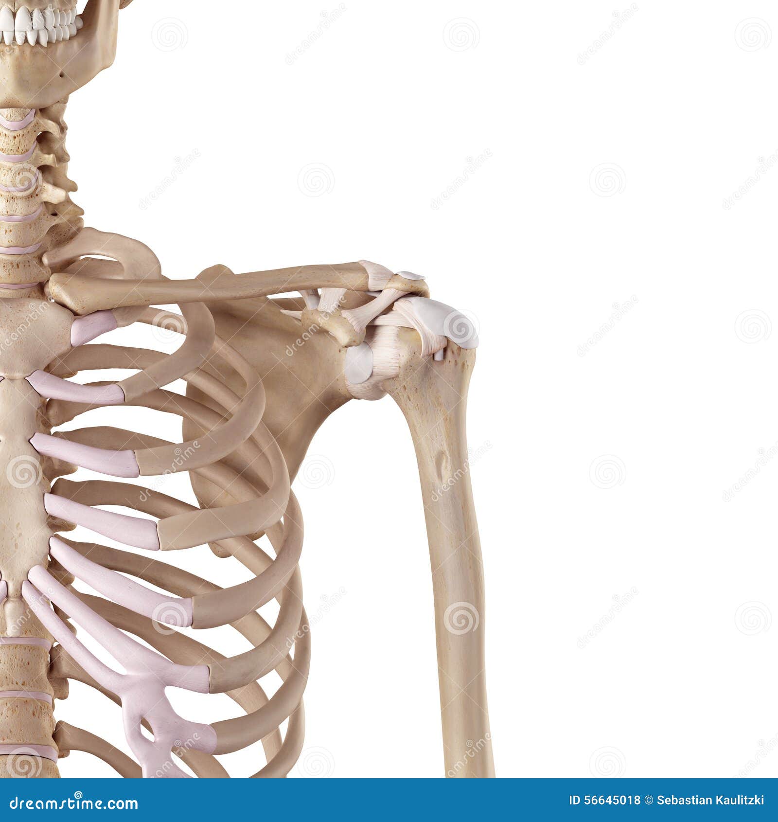 I legamenti della spalla illustrazione di stock. Illustrazione di osso ...