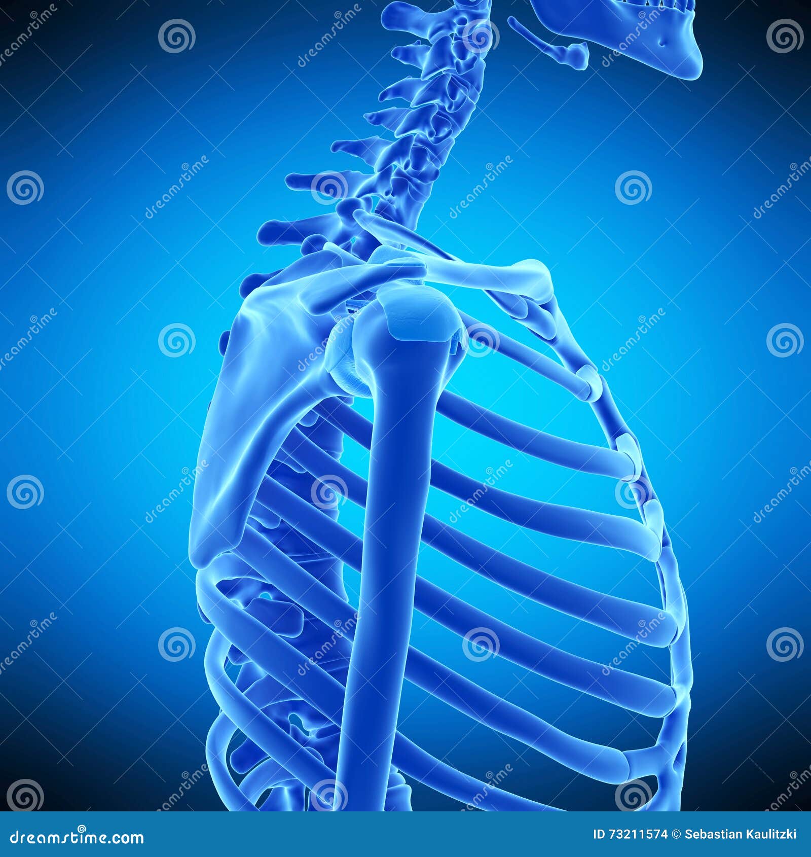 I legamenti della spalla illustrazione di stock. Illustrazione di ...