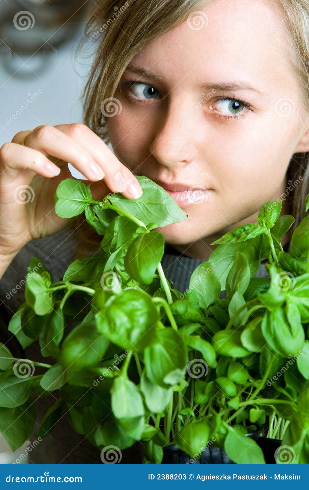 I like basil stock image. Image of basil, expressing, enjoying - 2388203