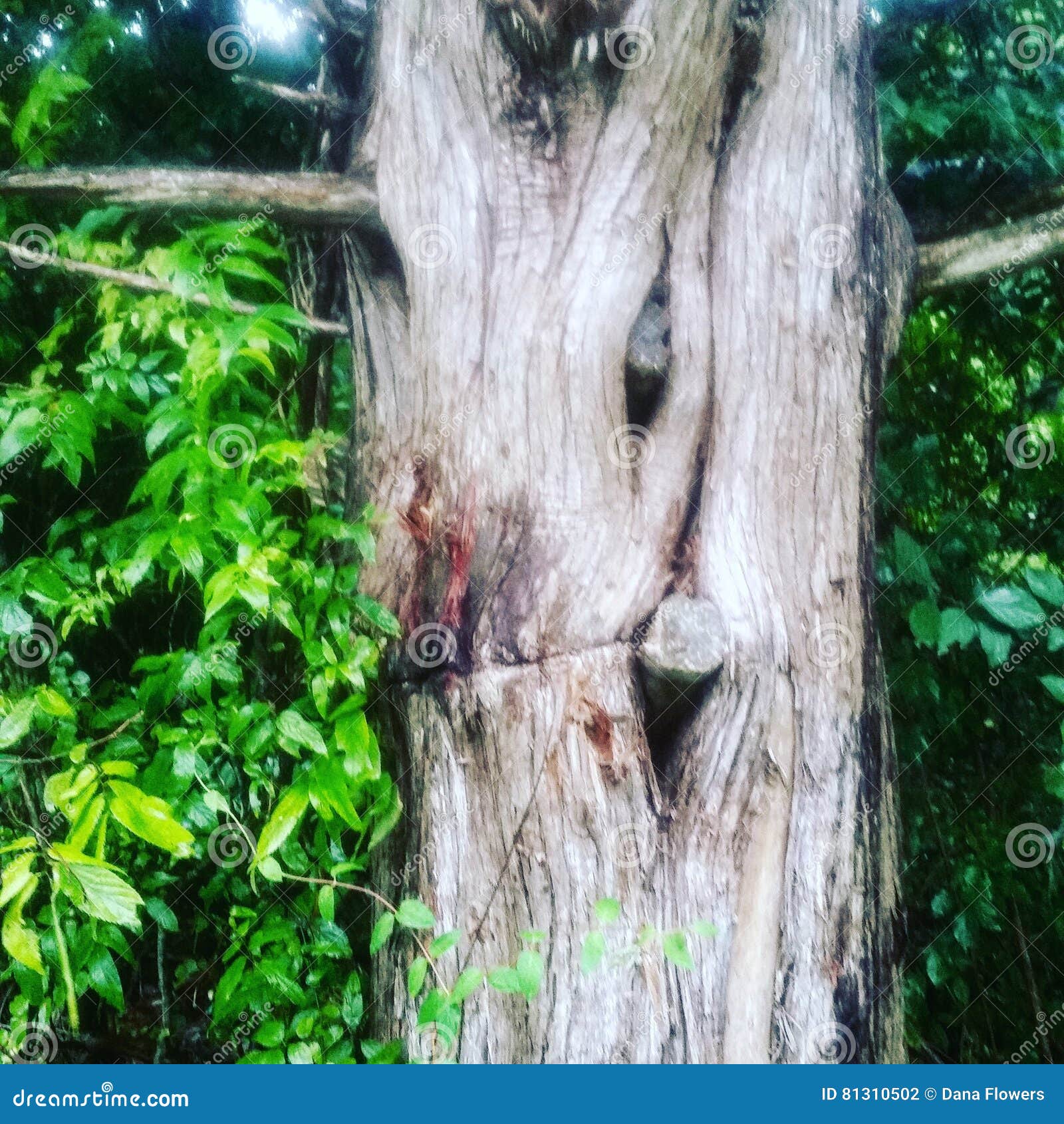 I Live stock photo. Image of live, distortion, tree, interesting - 81310502