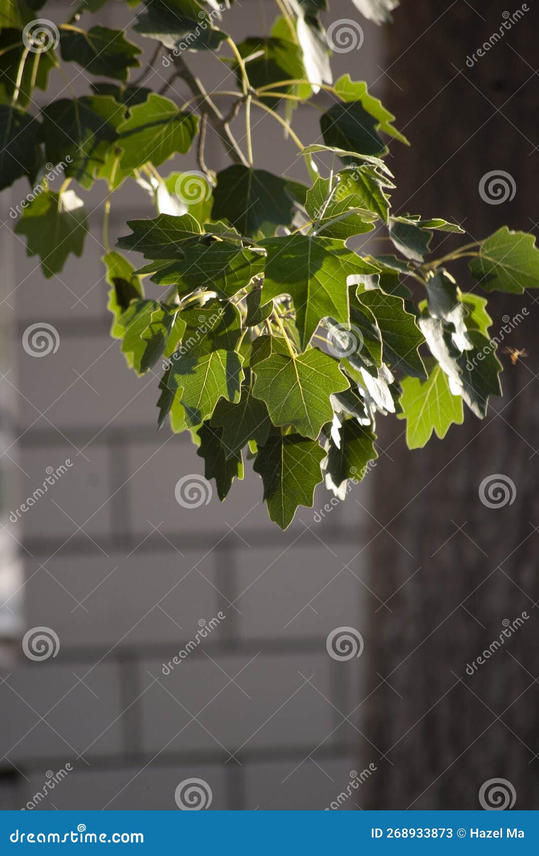 I Looked Up and Saw a Beautiful Green Complete Leaf Stock Image - Image ...