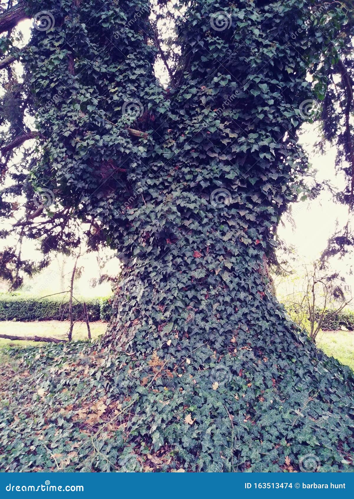 I Love Ivory on Our Oregon Trees Stock Photo - Image of oregon, love ...