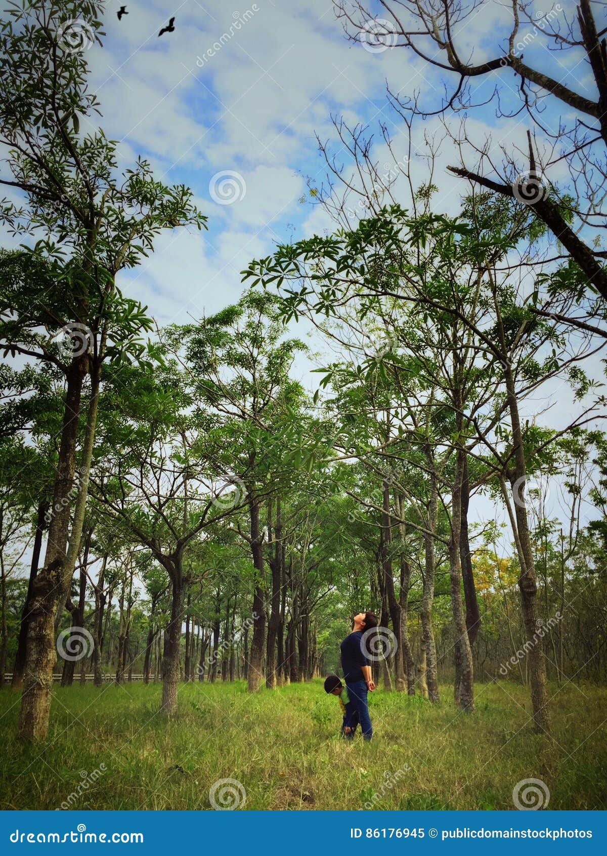 27/365 I Love Phytoncide Picture. Image: 86176945