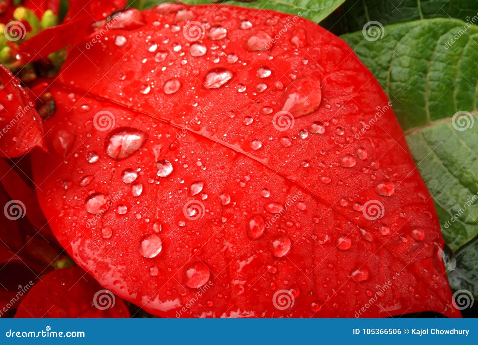 I LOVE WATER DROP stock photo. Image of floer, water - 105366506