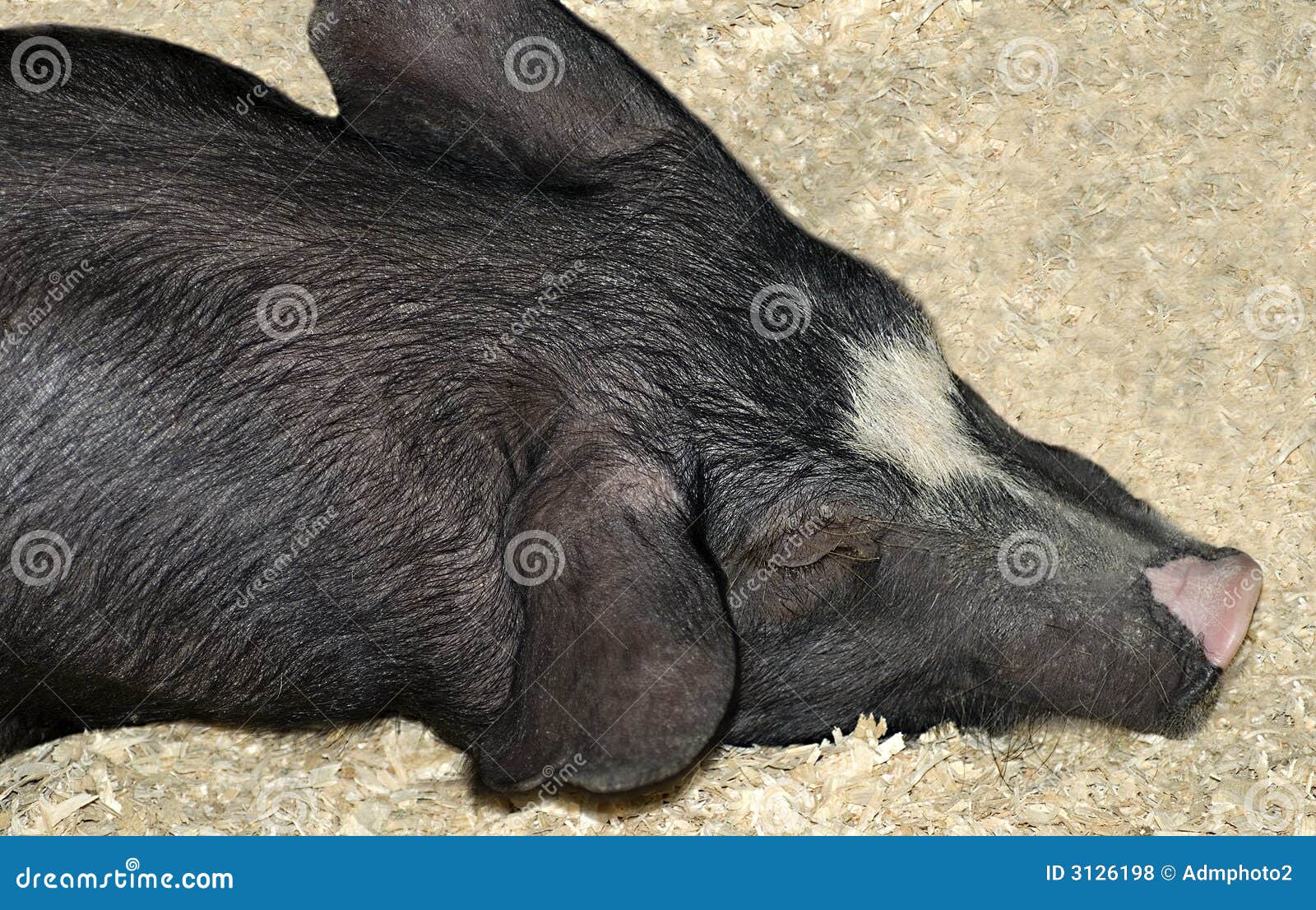 I m bored stock photo. Image of livestock, mammal, farming - 3126198