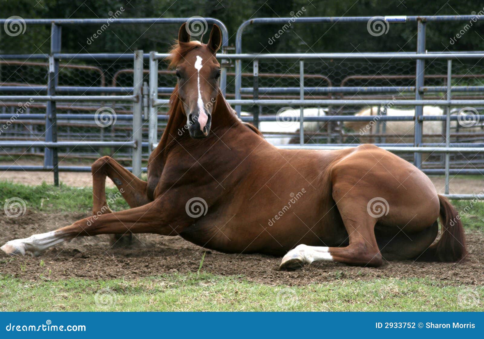 I,m getting up stock photo. Image of animal, horse, gelding - 2933752