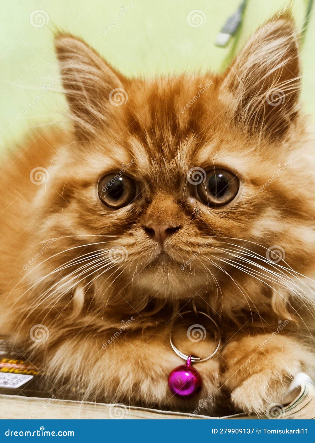 Im a Handsome Cat, and My Name is Coco.. Stock Image - Image of persia ...