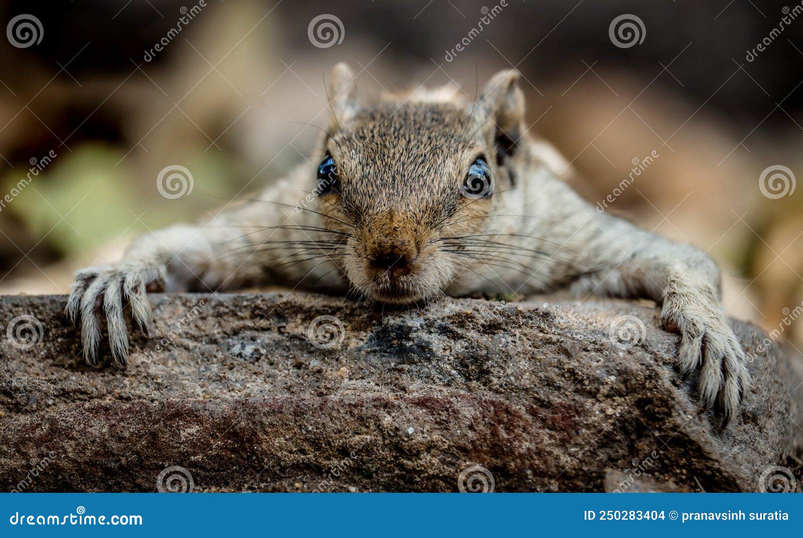 I M Just Relaxing Bro Squirrels Mood Stock Photo - Image of cute ...