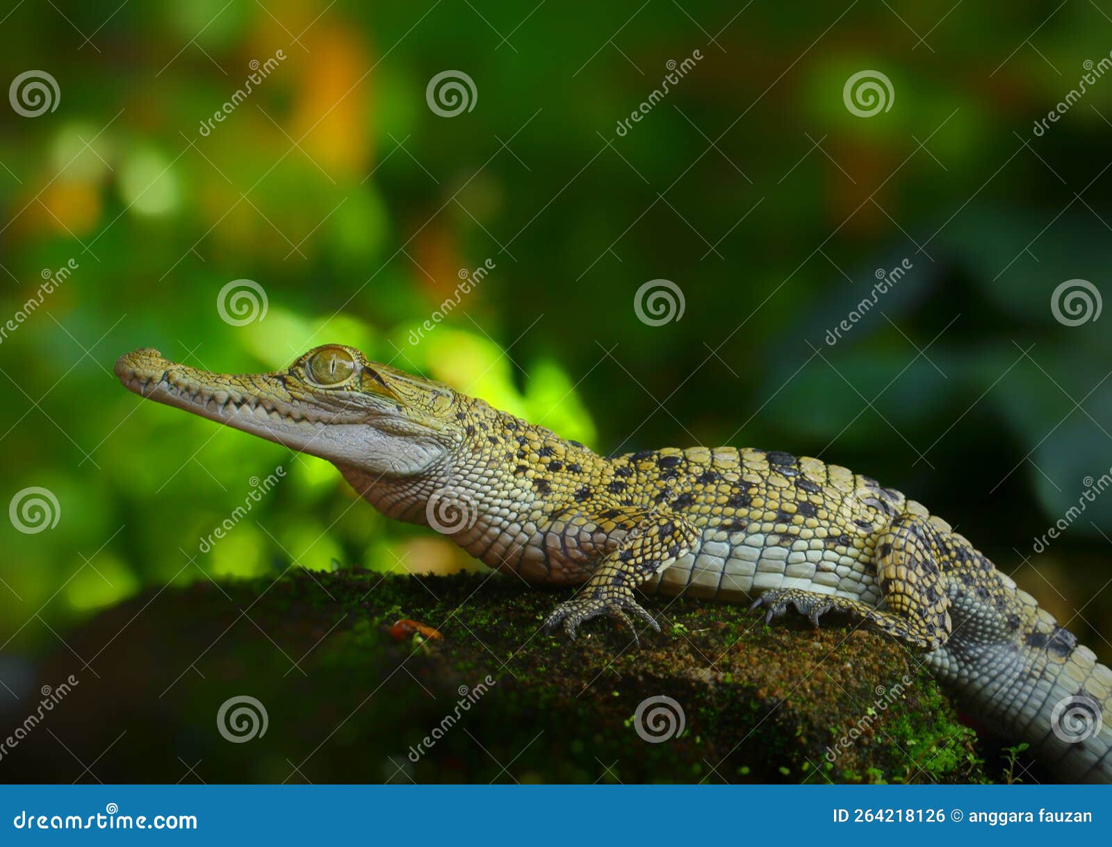 Little crocodile stock photo. Image of crocodile, little - 264218126