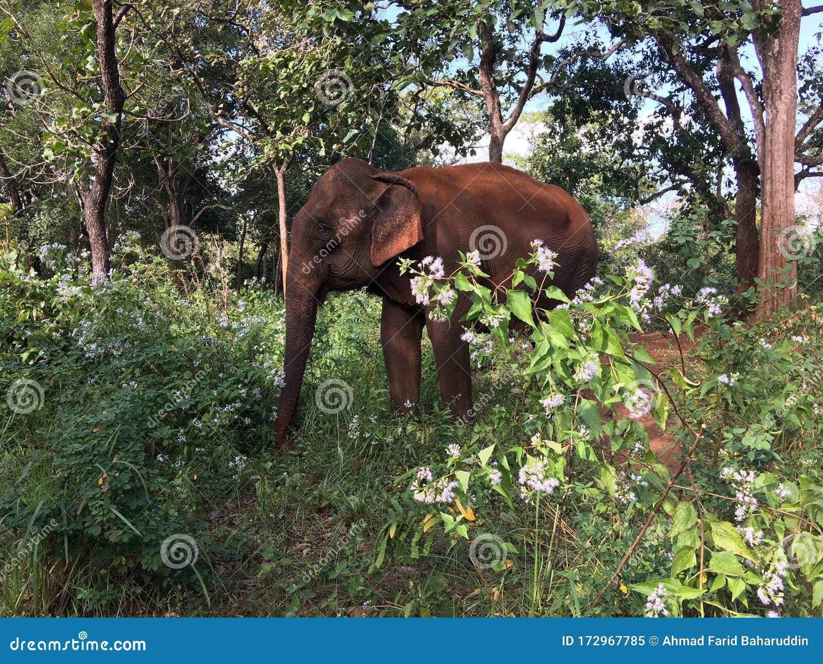 Iâ€™m pretty! stock image. Image of pretty, elephant - 172967785