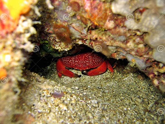 I m Scared stock photo. Image of hiding, hide, ocean, marine - 340614