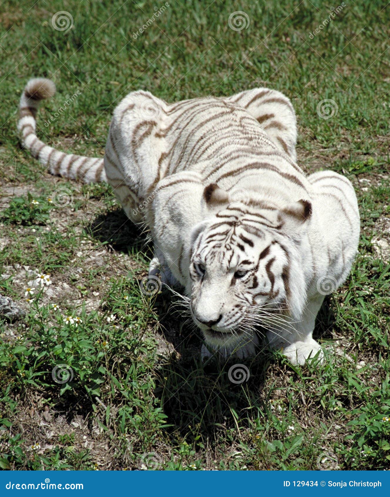 I m waiting stock photo. Image of laying, wildlife, prowling - 129434