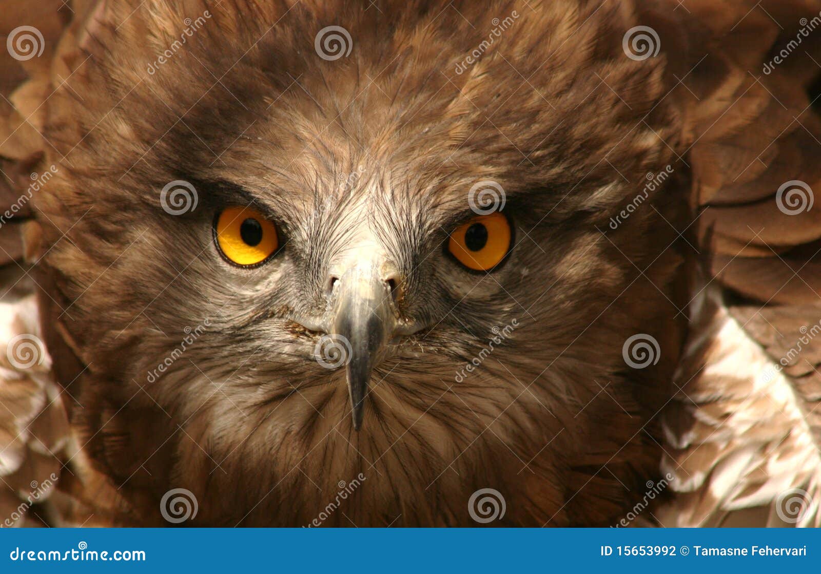 I m watching you stock photo. Image of animal, nature - 15653992