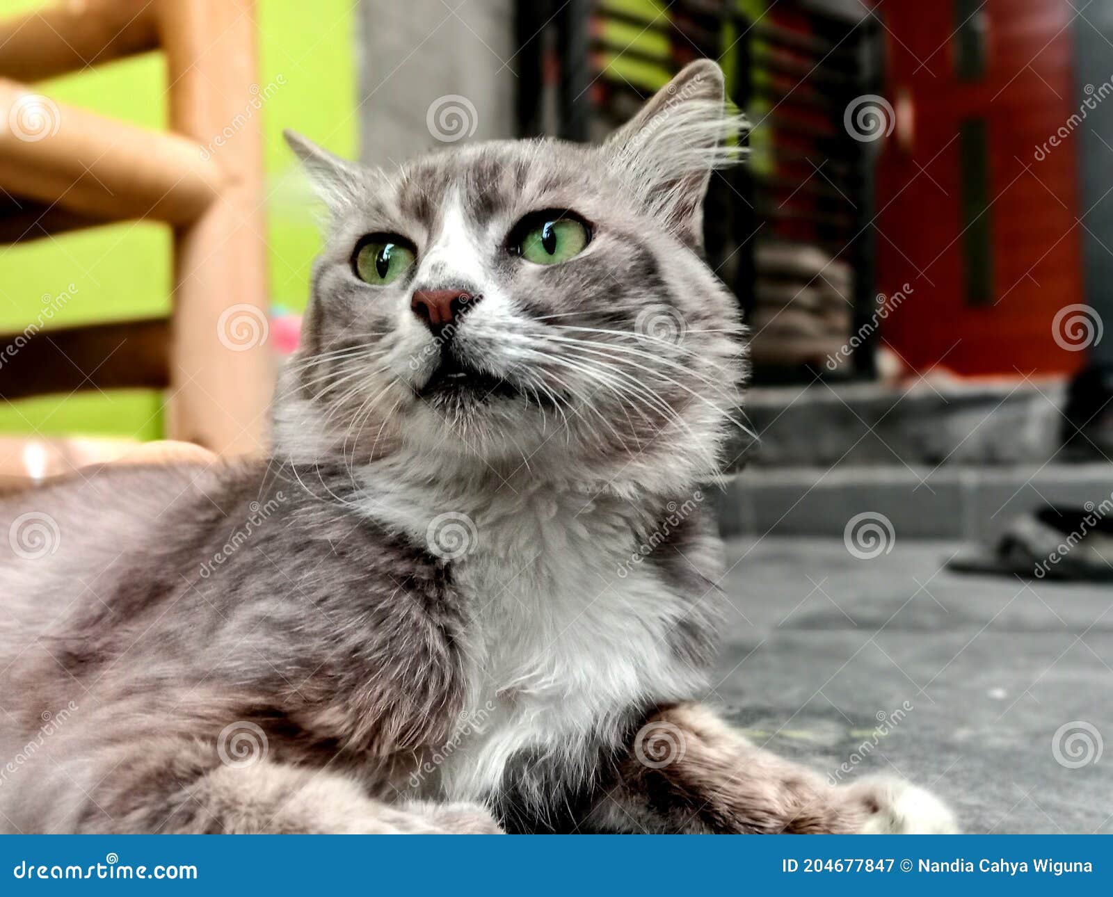 Cat on the ground stock image. Image of meow, animal - 204677847