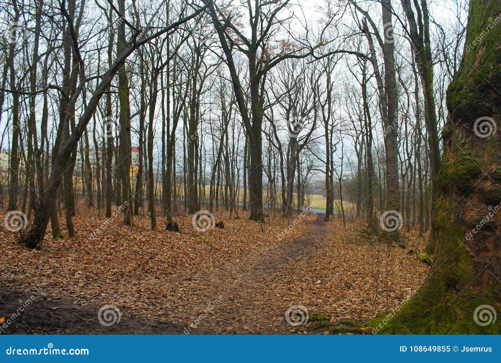 The Edge of the Forest stock image. Image of fall, leaf - 108649855