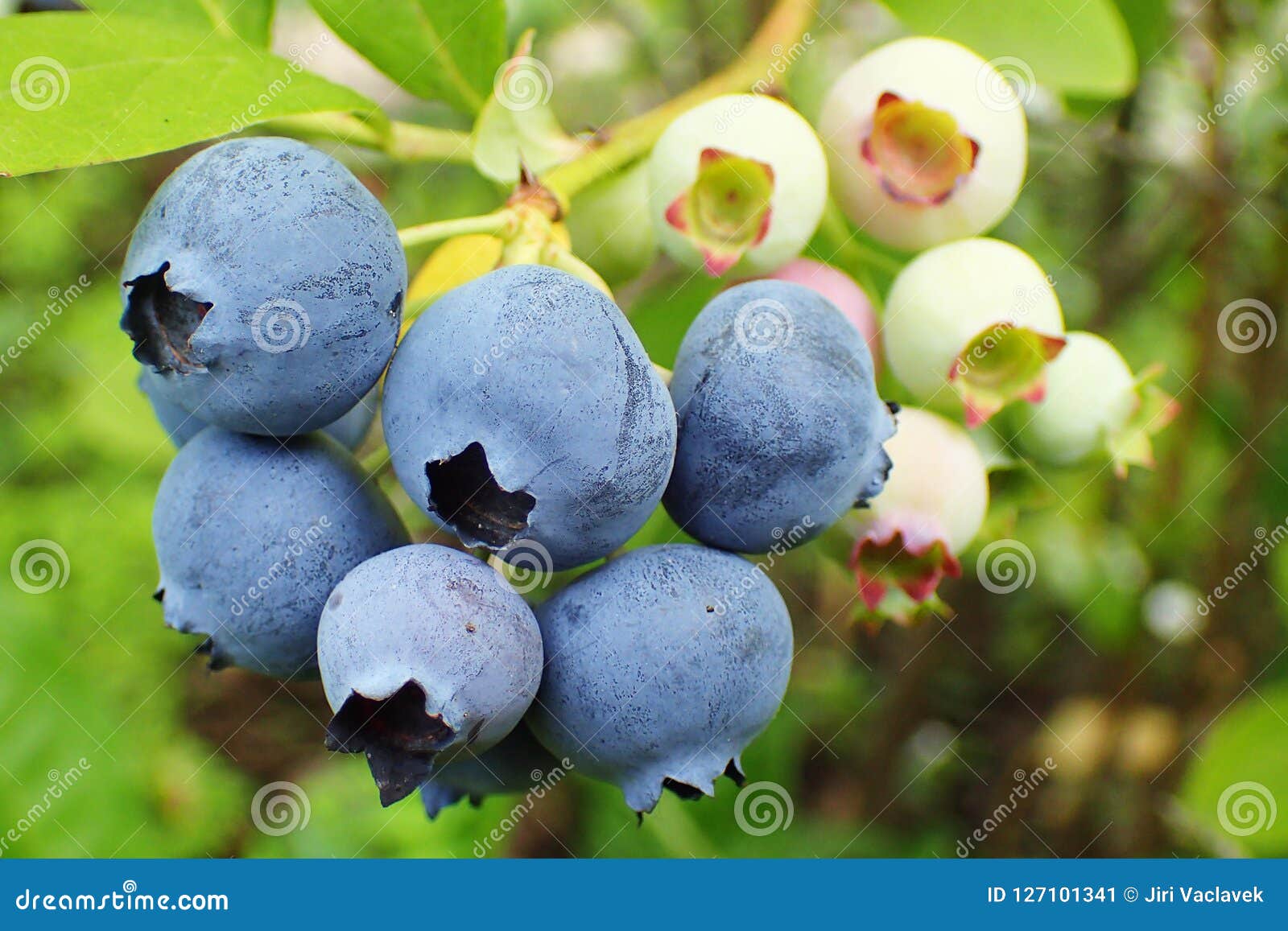 I Mirtilli Piantano Con I Frutti Immagine Stock - Immagine di mirtillo ...