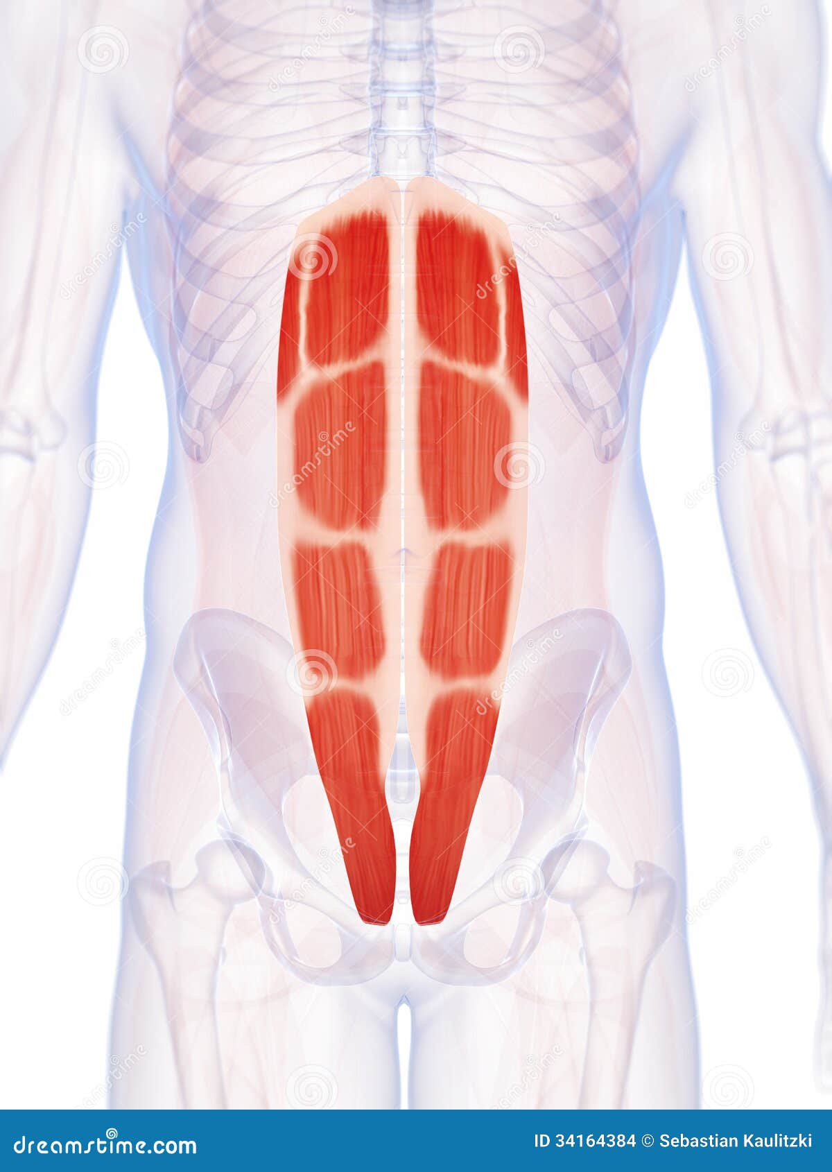 I muscoli addominali illustrazione di stock. Illustrazione di biologia ...