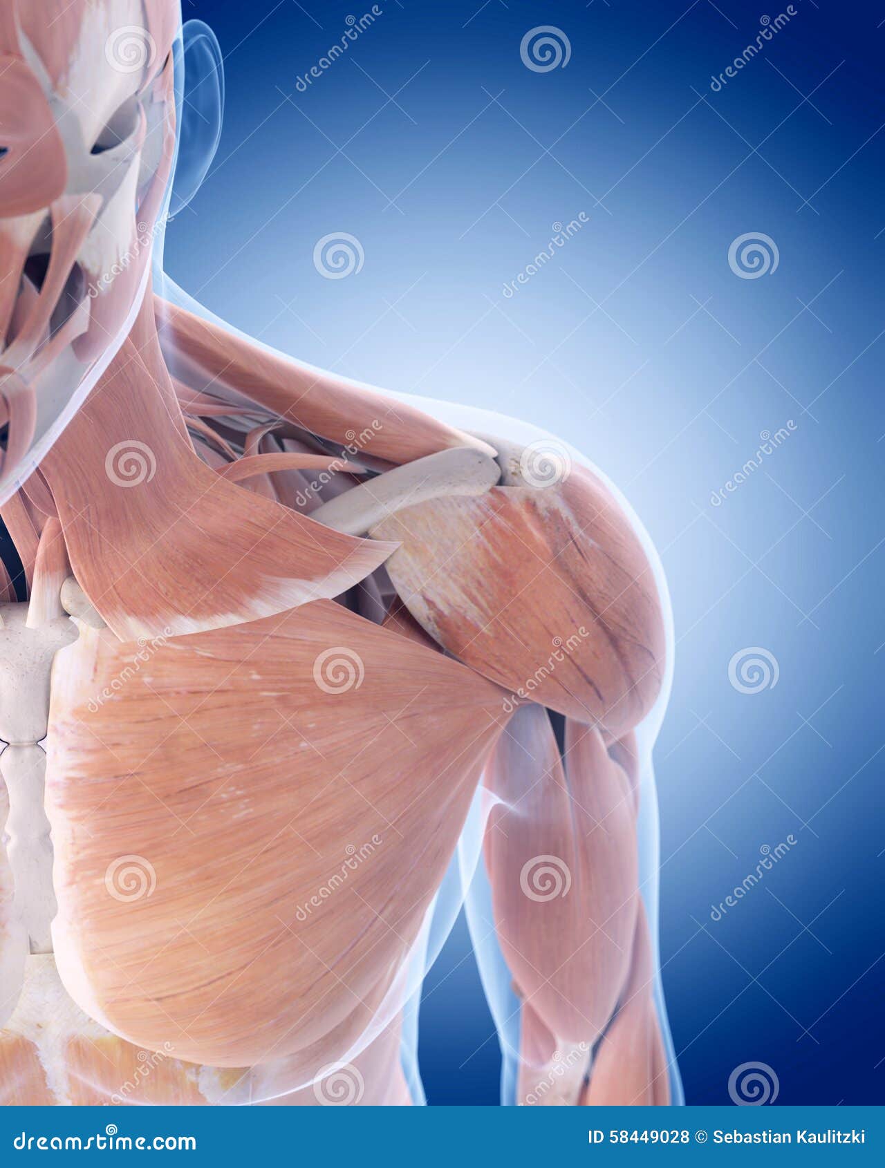 I Muscoli Anteriori Della Spalla Illustrazione di Stock - Illustrazione ...