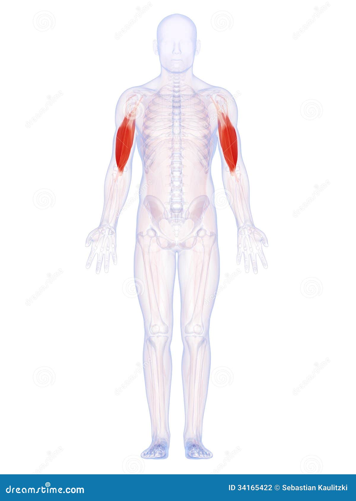 I muscoli del braccio illustrazione di stock. Illustrazione di uomo ...